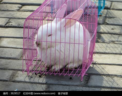 笼子里的白兔子高清图片下载 红动中国