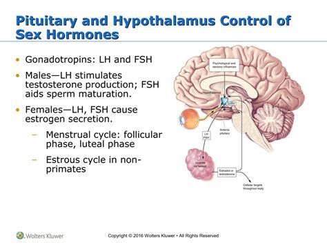 Ppt Exploring Sex And Gender A Neuroscientific Perspective
