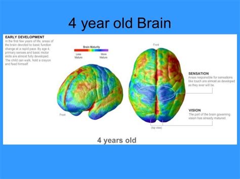 The Adolescent Brain Presentation Module 3