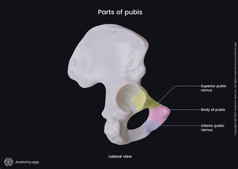 Pubic Bone Encyclopedia Anatomyapp Learn Anatomy 3d Models