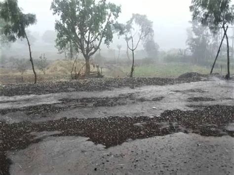 Maharashtra Rain Update Hingoli Palghar Buldhana Unseasonal Rain Latest