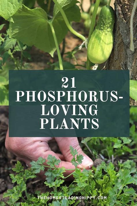 21 Phosphorus Loving Plants From Your Garden