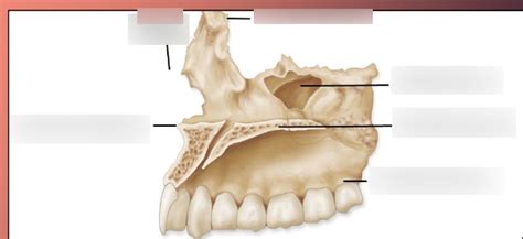 Maxillary Bones Alveolar Process 8 2 4 Face Biology Libretexts