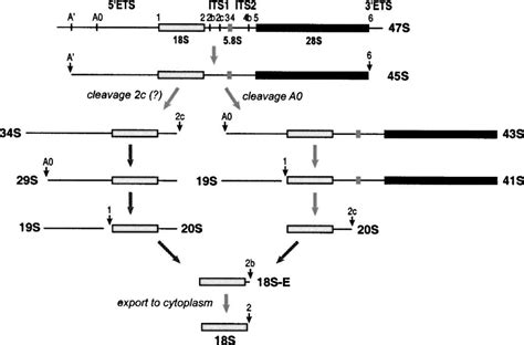 A Revised Map Of Pre Rrna Processing Leading To 18s Rrna Formation In Download Scientific