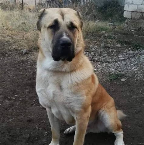 ქართული ნაგაზი ქართული ნაგაზი Added A New Photo