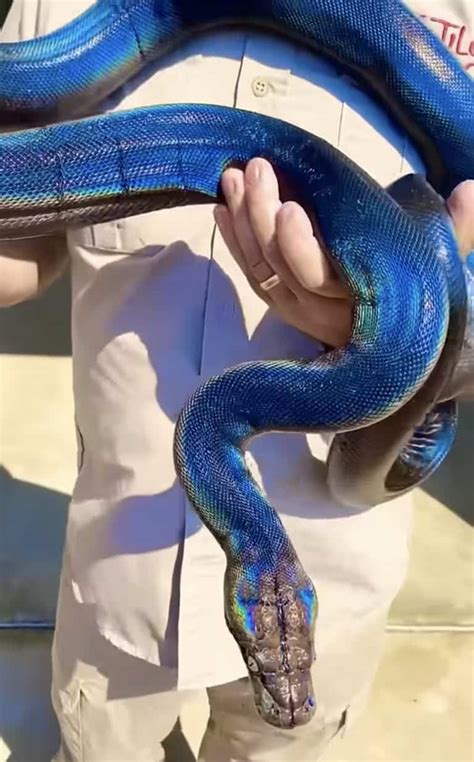 The Shimmering Rainbow Python That Took The Internet By Storm A Z Animals