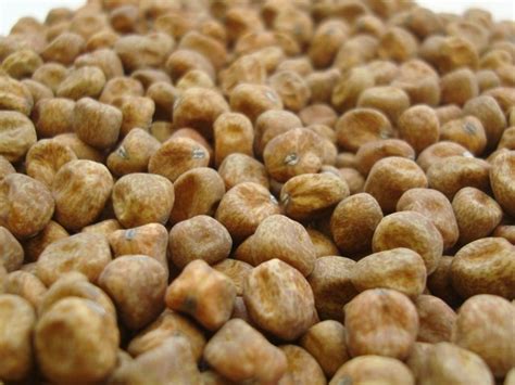 北海道産赤えんどう30kg 業務用 の販売 豆の専門店すずや