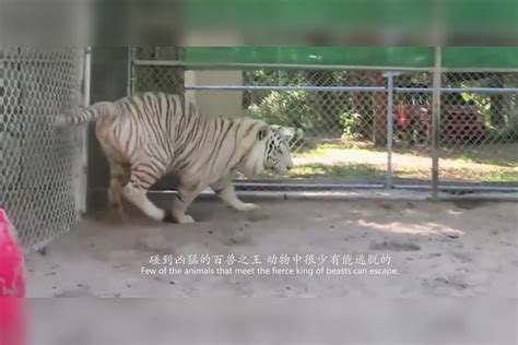 饲养员给老虎加餐，直接将兔子扔进虎笼，第二天再看时不淡定了兔子老虎