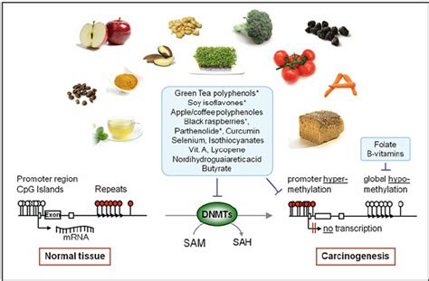 Dna Methylation And Cancer