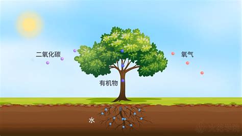 光合作用 火花学院