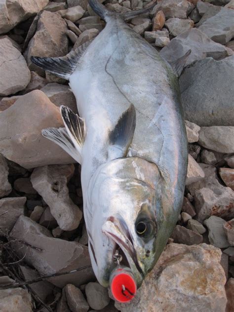 Ribolov Lice Na PovrŠince Praktični Ribolov