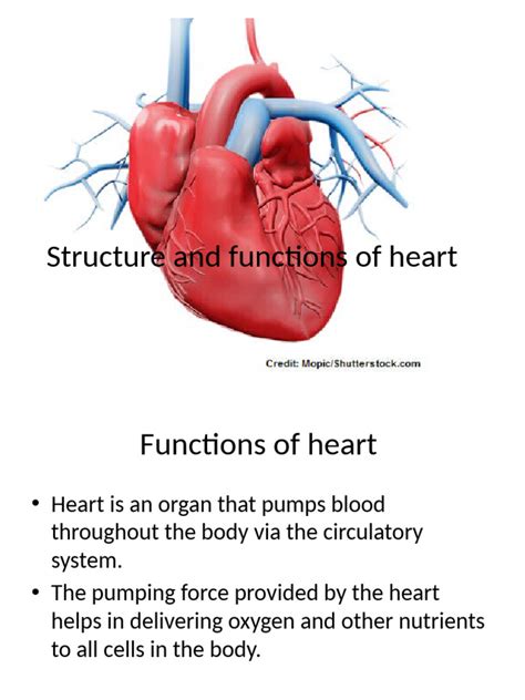 Heart Structure And Function Explained Pdf Atrium Heart Heart