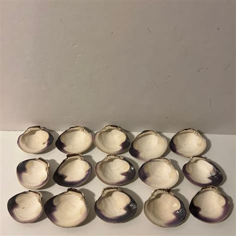 Quahog Shell Etsy