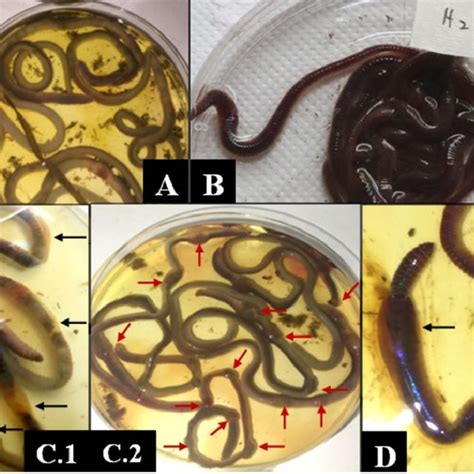 Percent Mortality Of Brine Shrimp Nauplii Larvae Artemia Salina At 24
