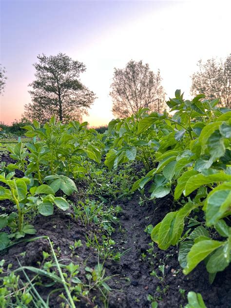 I Was Optimistic About The First Plot But Weve Just Enquired About A