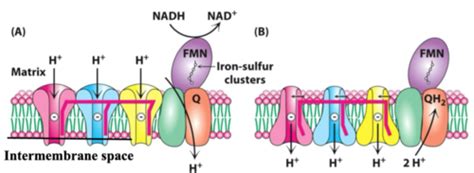L18 Electron Transport Chain Flashcards Quizlet