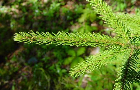 Lab Practical Diagram Quizlet Lab Practical Diagram Quizlet