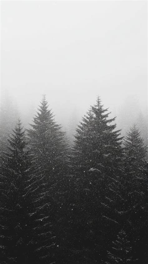 A Tranquil Snowy Forest Features Tall Pine Trees Surrounded By Soft