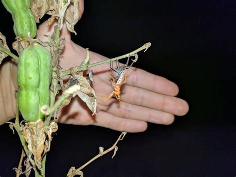 Northern Virginia Some Kind Of Assassin Bug I Think Molting On My