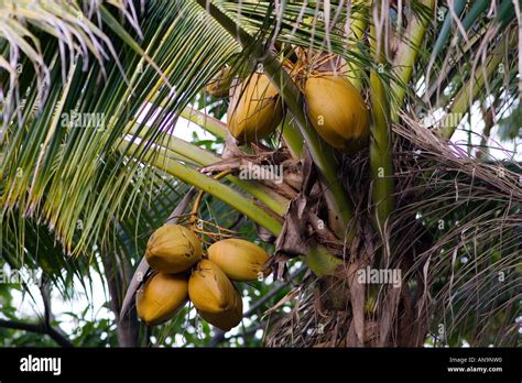 Coconuts Growing On A Palm Tree At Thala Beach Port Douglas Australia Stock Photo Alamy