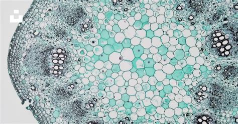 Herbaceous Dicot Stem Stomata In Older Helianthus Photo Free Pattern Image On Unsplash