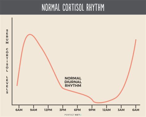 Cortisol Hormone Its Role In Stress Inflammation And Weight Gain