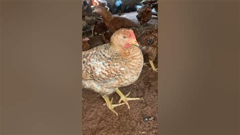 টাইগার মুরগির গুলোকে খাবার দেয়া হচ্ছে Youtube