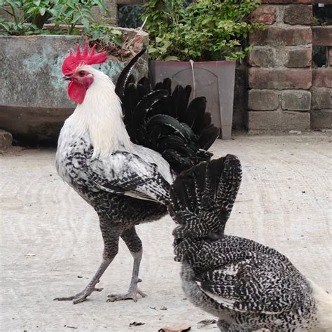 20 Ornamental Chicken Breeds — Practical Self Reliance
