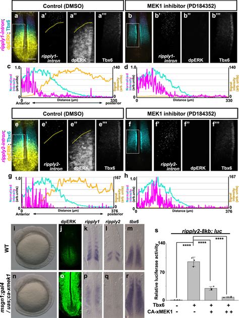 Regulation Of Ripply12 Expression By Fgferk Signaling Ah Effect Of