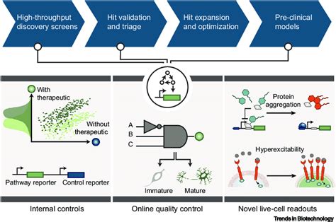 Phenotypic Drug Discovery Pipelines Begin With High Throughput Screens Download Scientific