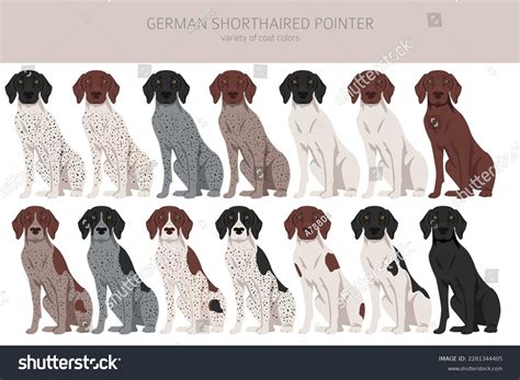 Hunting Pointer Photos And Images Shutterstock