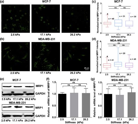 Correction In Situ Monitoring Of Functional Activity Of Extracellular Matrix Stiffness