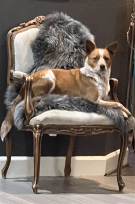 Queen Butterbean Raustraliancattledog