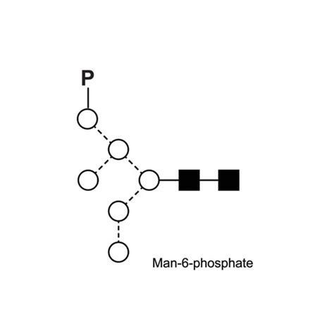 Mannose 6 Phosphate