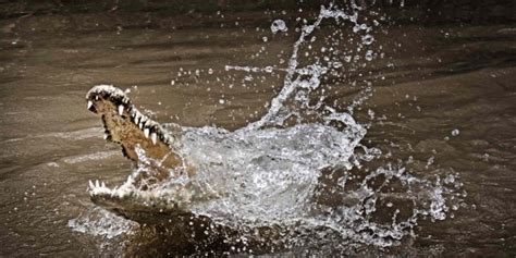 These Humans Survived Crocodile Attacks Here Are 6 Ways You Can Too