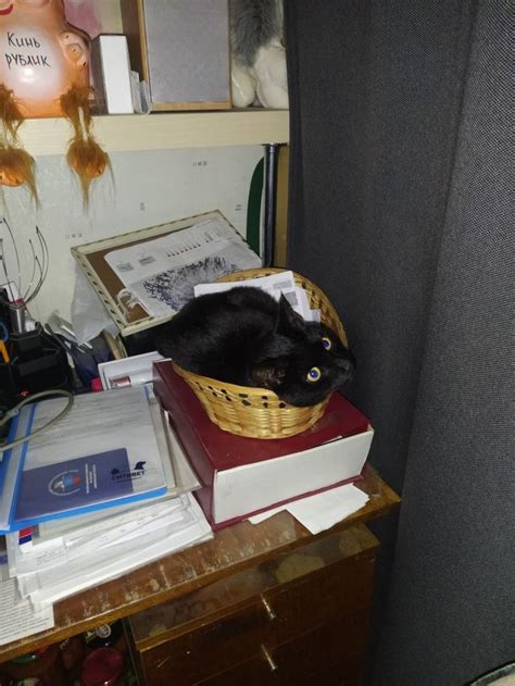 Пин от пользователя баклажаба на доске мои пины