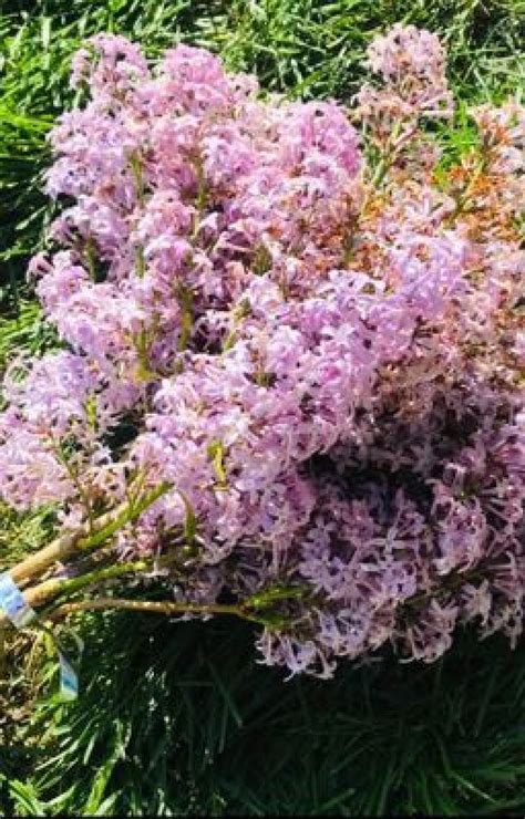 Daddys Stories Wattpad