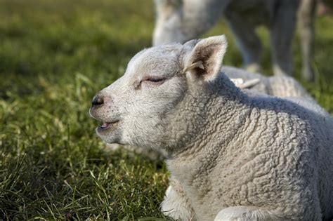 어린 양 양고기 Pixabay의 무료 사진 Pixabay