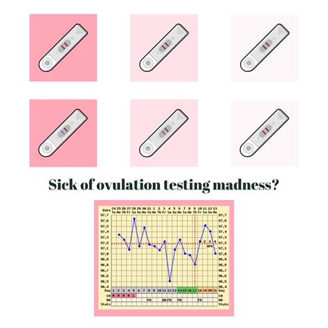 How To Track Ovulation Expert Guide To Tracking Methods