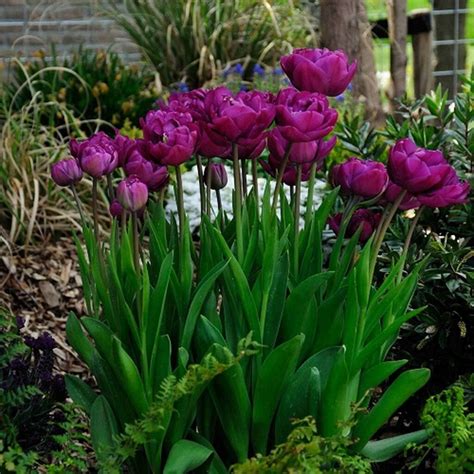 18 Stunning Purple Tulips To Beautify Your Garden