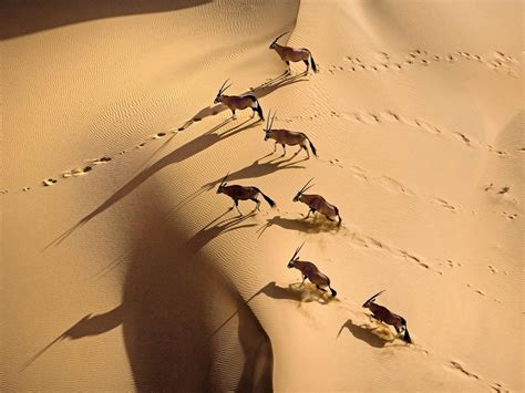 Incredible Birds Eye View Of African Wildlife Gold Coast Bulletin