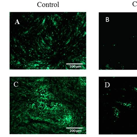 Optimization Of Gfp Reporter Removal Via Cre Lox System Cef Cells Were Download Scientific