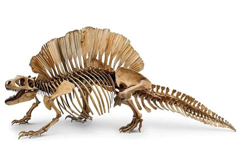 Dimetrodon Skeleton Isolated On White Premium Ai Generated Image