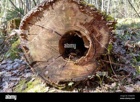 Stone Tree Stump Hi Res Stock Photography And Images Alamy