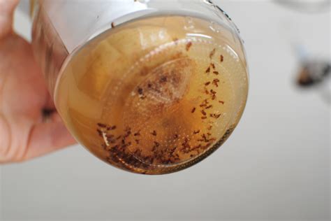 How To Get Rid Of Nats In The Kitchen Caraway Seeds Health Benefits