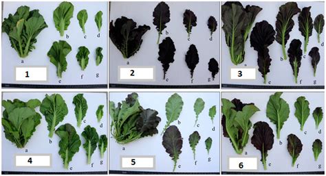 Leaf Mustard Brassica Juncea Germplasm Resources Showed Diverse