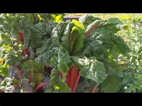 свекла не пошла в корень, к сожалению! - YouTube