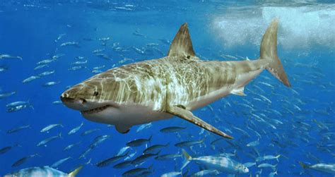 มหาสมุทรแอตแลนติก The Ocean