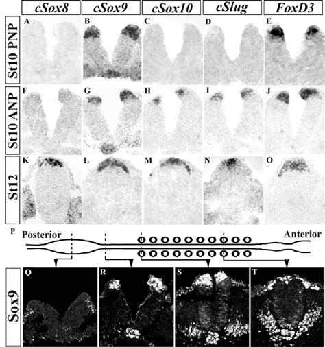 Figure 1 From Neural Crest Development Is Regulated By The
