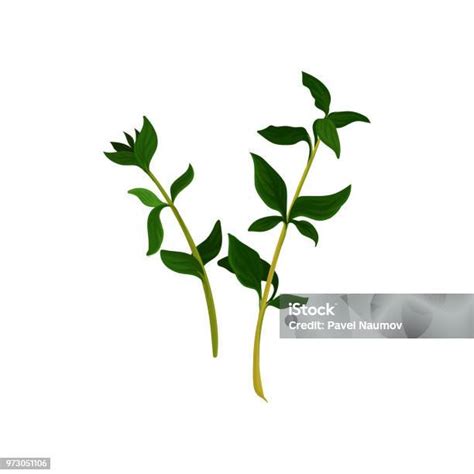 작은 녹색 백 리 향의 2 개 분 지는 나뭇잎 향기로운 허브 요리에 사용 되 고 약 제조 법도 서 또는 포스터에 대 한 평면 벡터 요소 0명에 대한 스톡 벡터 아트 및 기타